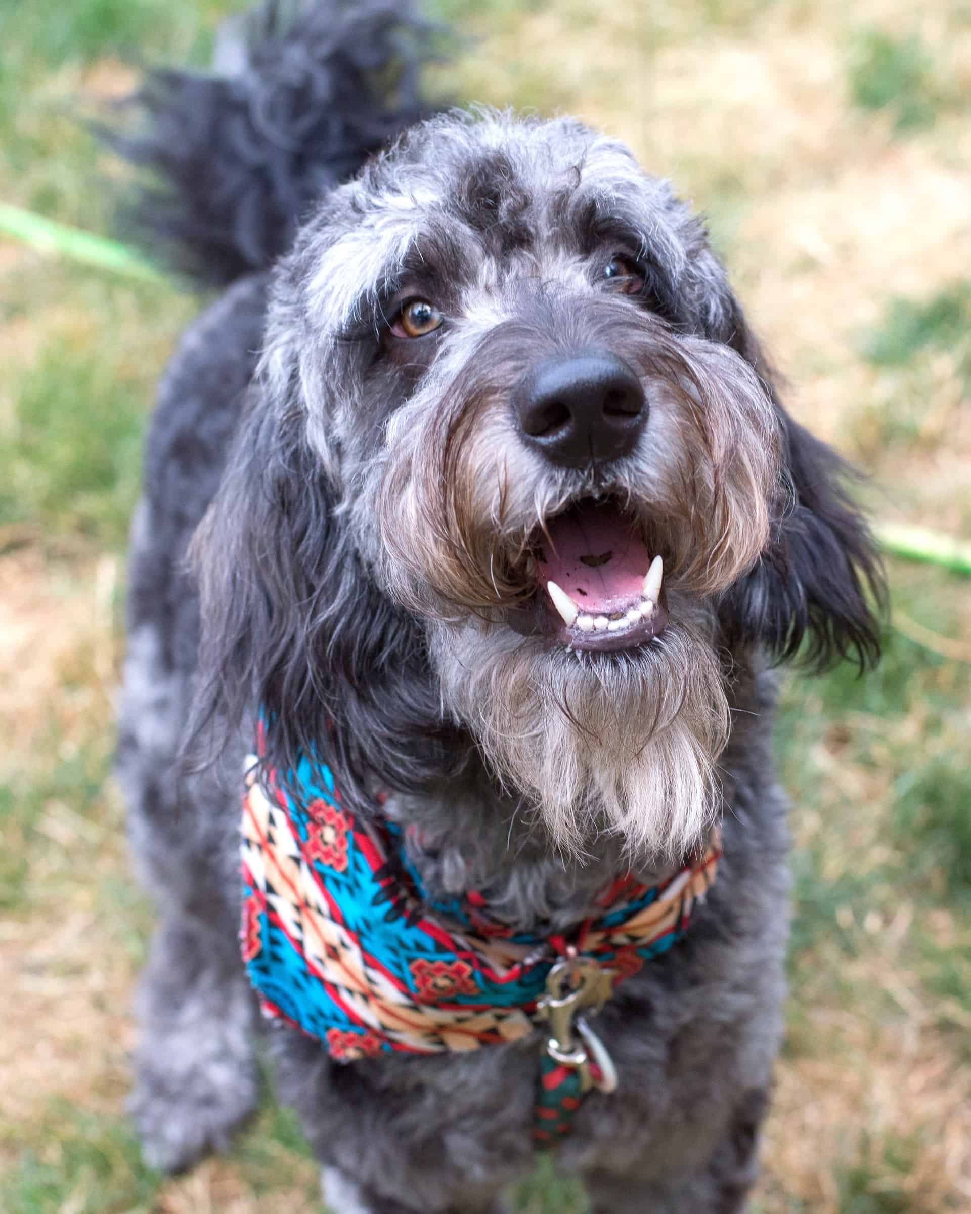 20 Goldendoodle Colors & Markings (With Pictures!)