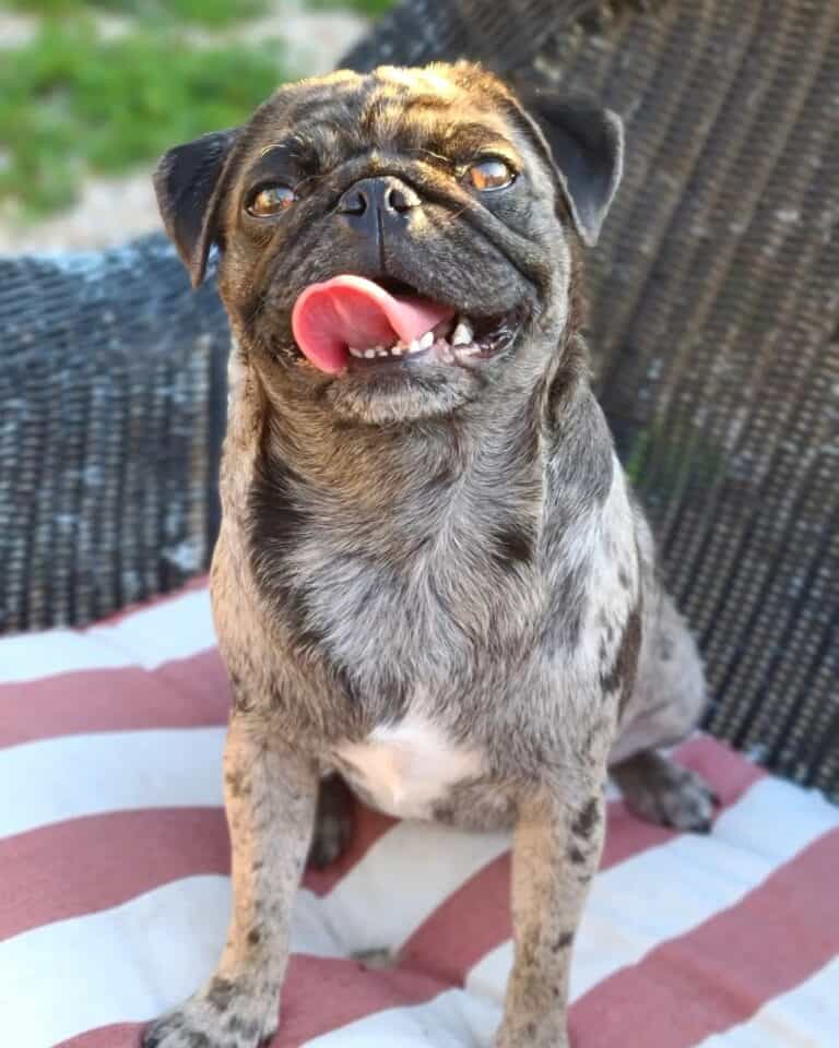 20 Pug Colors Explained (With Pictures!) - Happy Dog Breeds