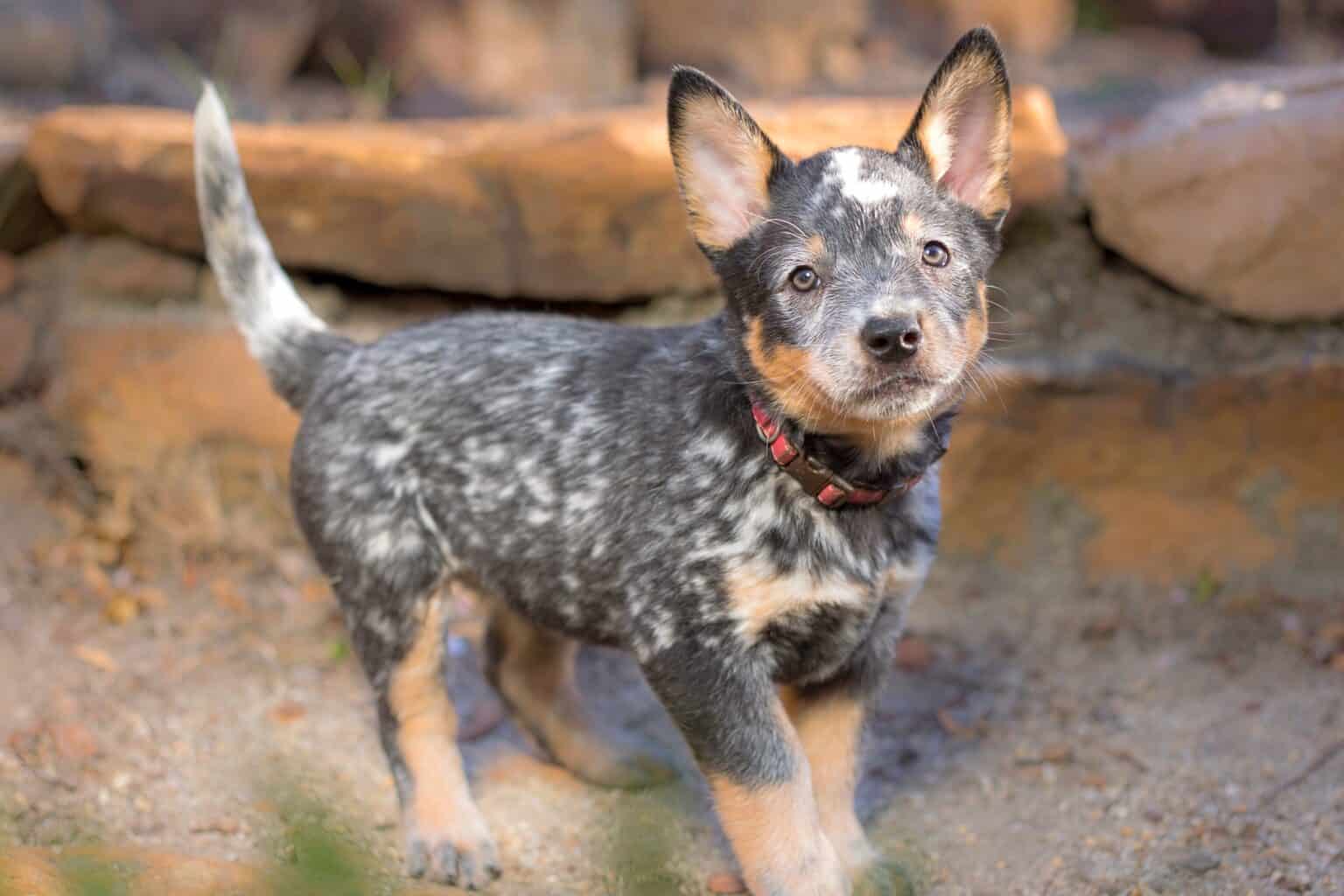 Mini Blue Heeler (Mini Australian Cattle Dog): Facts & Pictures