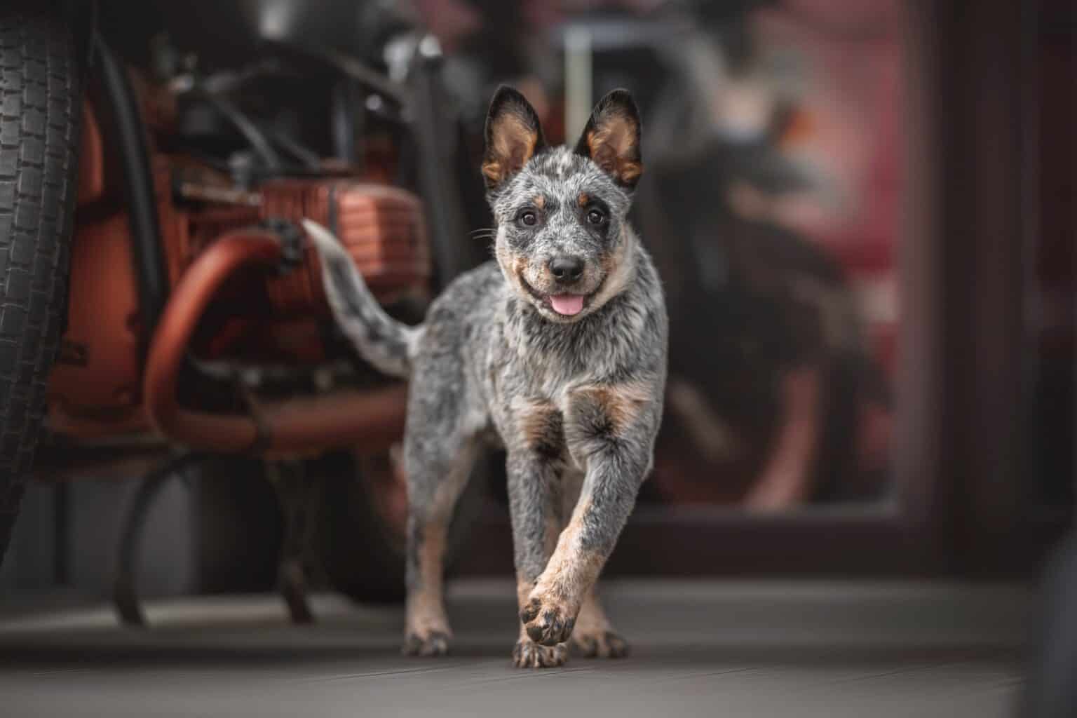 Mini Blue Heeler (Mini Australian Cattle Dog): Facts & Pictures