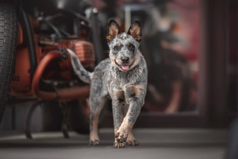 Mini Blue Heeler (Mini Australian Cattle Dog): Facts & Pictures