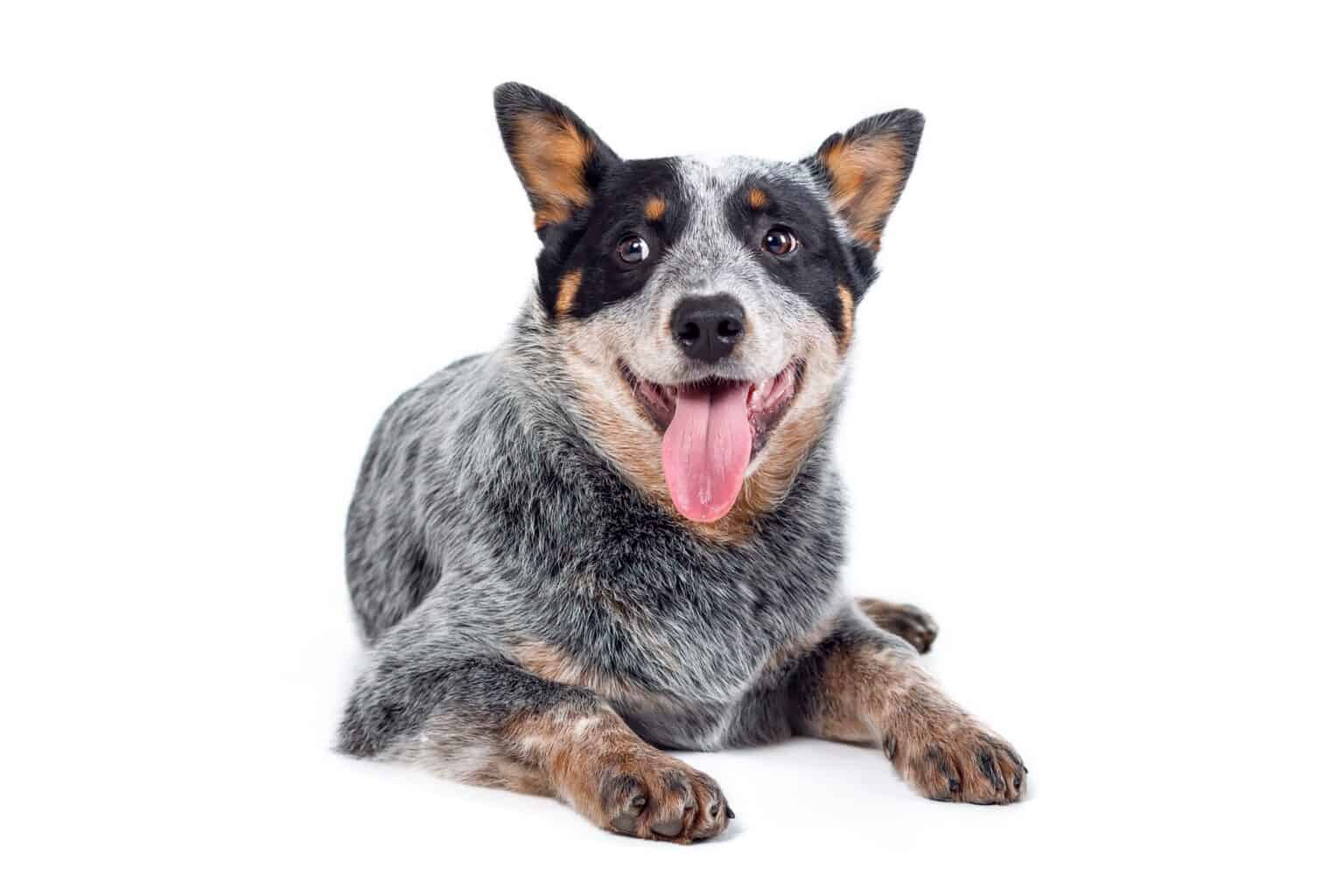 Mini Blue Heeler (Mini Australian Cattle Dog): Facts & Pictures