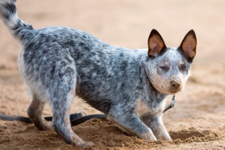 Mini Blue Heeler (Mini Australian Cattle Dog): Facts & Pictures