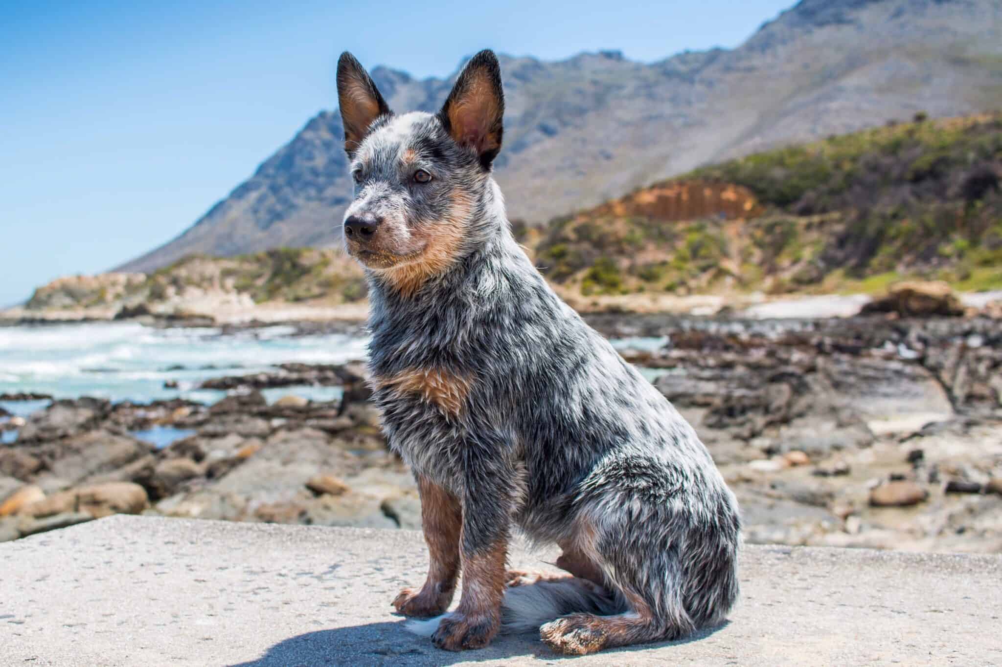 Mini Blue Heeler (Mini Australian Cattle Dog): Facts & Pictures