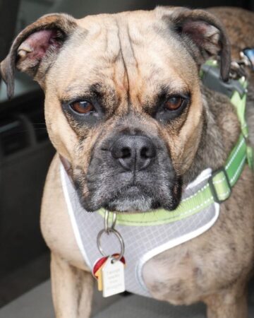 Miniature Bulldog: Breed Info, Traits & Facts (With Pictures)