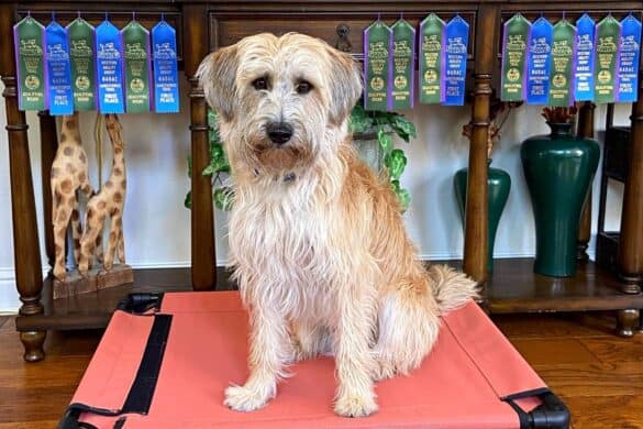 Cava-Tzu | Dog Breed Information, Pictures, Traits & Facts