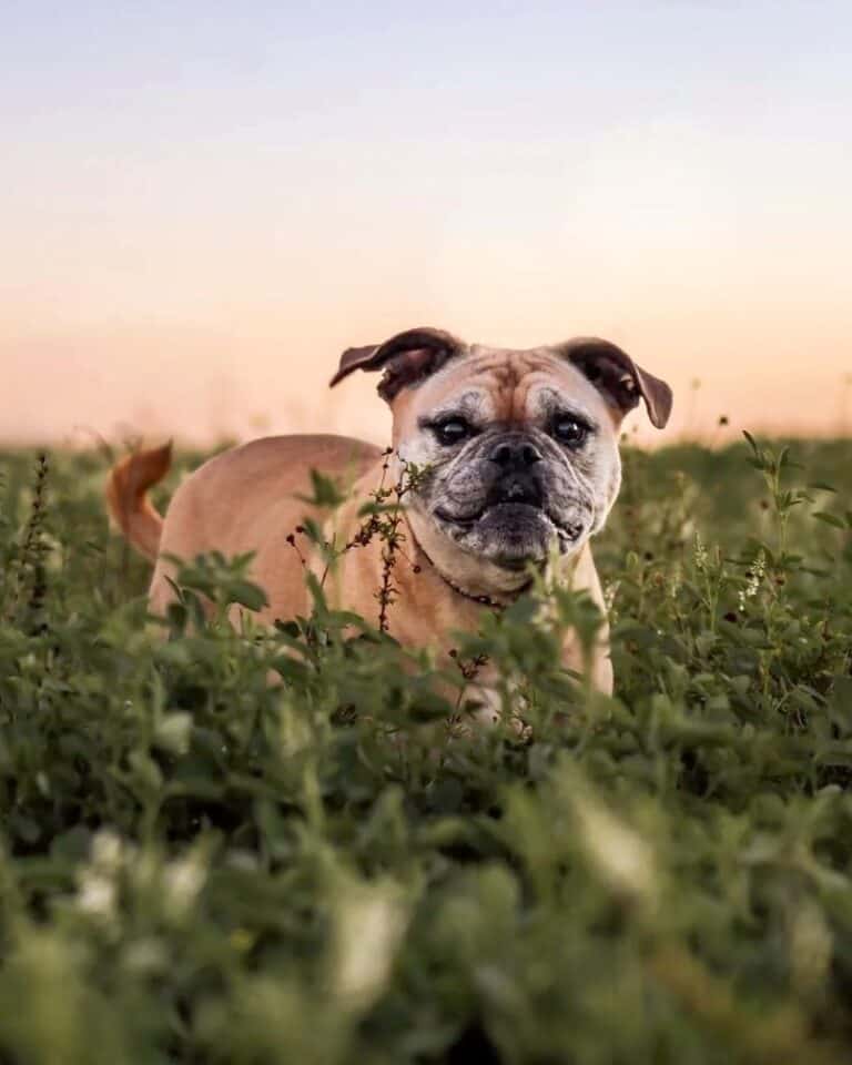 Miniature Bulldog: Breed Info, Traits & Facts (With Pictures)