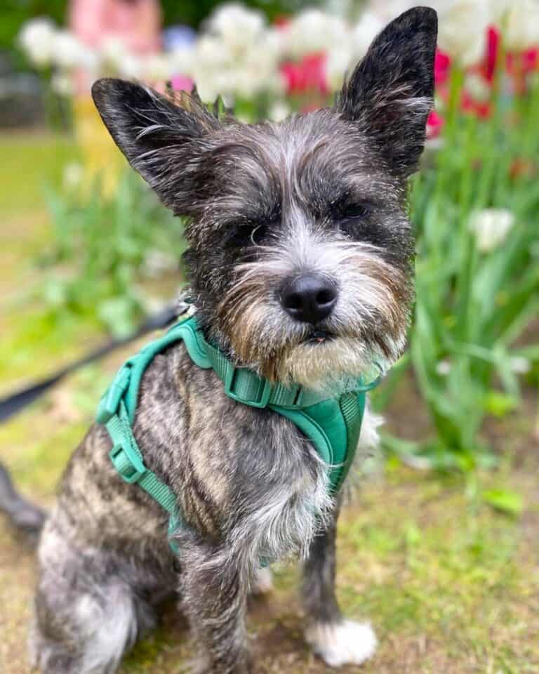 33 Adorable Schnauzer Mixes You Must See! (With Pictures)