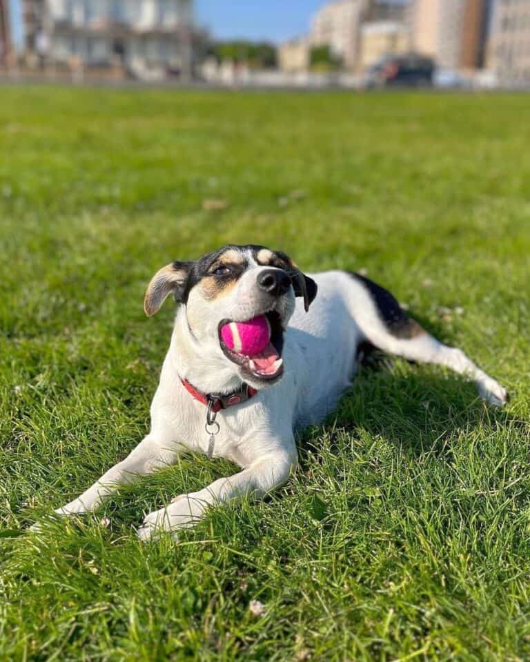 53 Most Adorable Jack Russell Terrier Mixes (With Pictures)