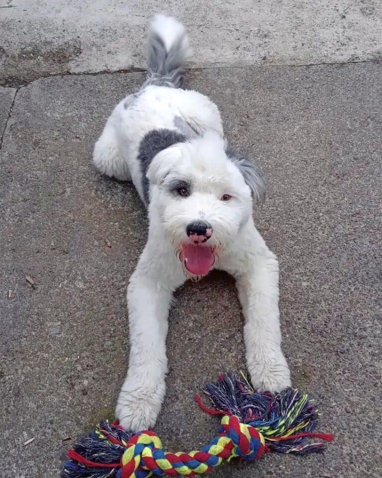 13 Unique Old English Sheepdog Mixes (With Pictures)