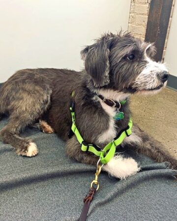 13 Unique Old English Sheepdog Mixes (With Pictures)