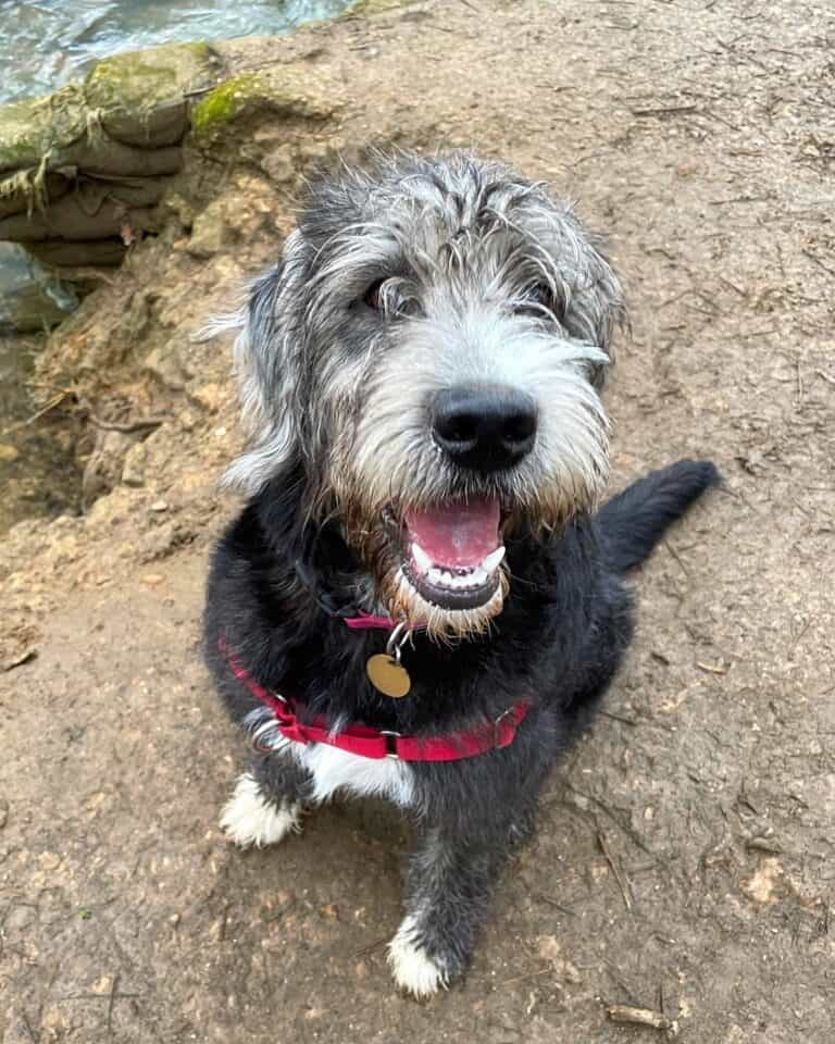 13 Unique Old English Sheepdog Mixes (With Pictures)