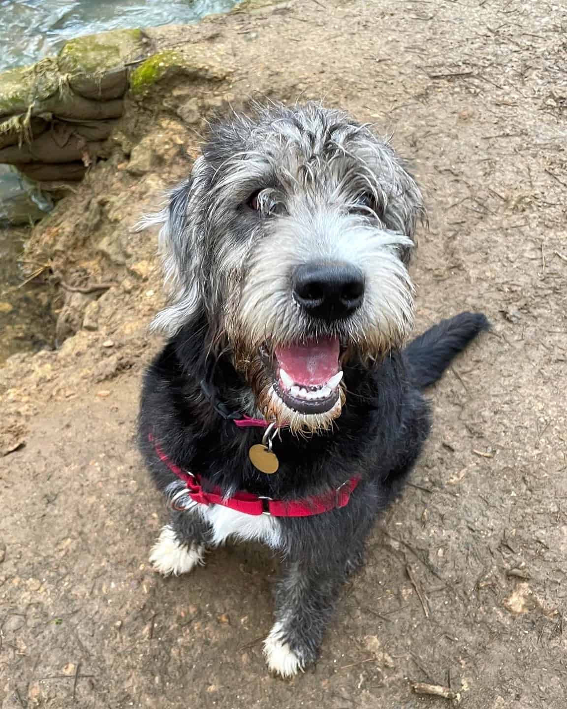13 Unique Old English Sheepdog Mixes (With Pictures)