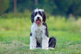 13 Unique Old English Sheepdog Mixes (With Pictures)