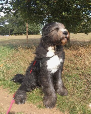 13 Unique Old English Sheepdog Mixes (With Pictures)