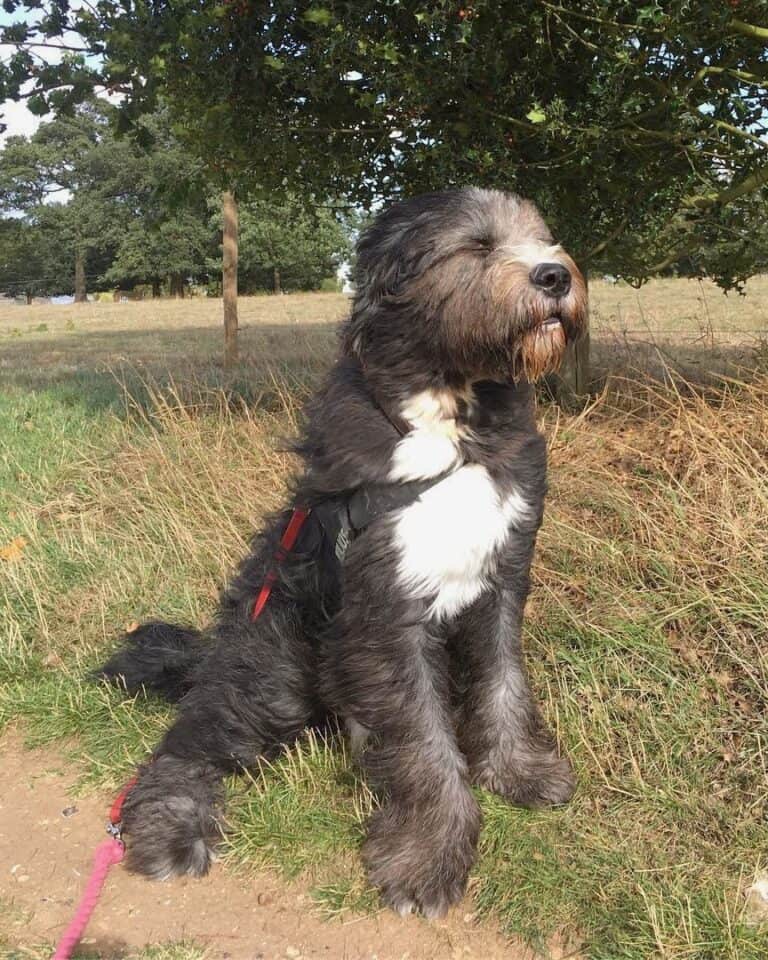 13 Unique Old English Sheepdog Mixes (With Pictures)