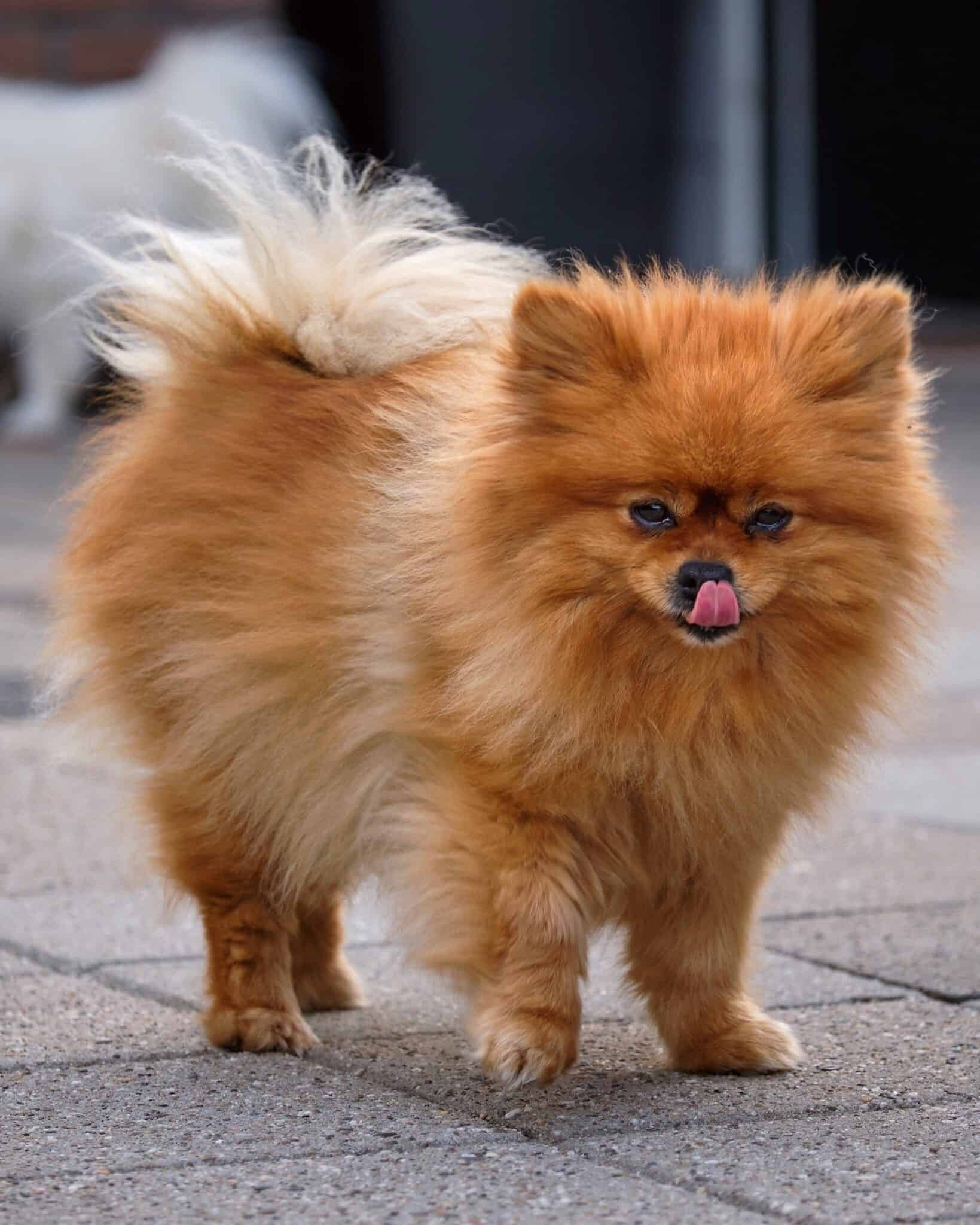 25 Pomeranian Colors, Markings & Patterns (With Pictures!)