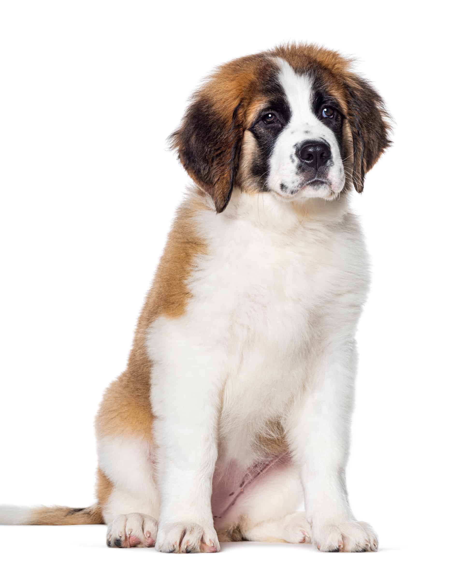 17 Saint Bernard Colors Explained (With Pictures!)