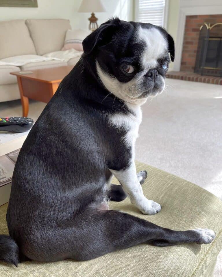 20 Pug Colors Explained (With Pictures!) - Happy Dog Breeds