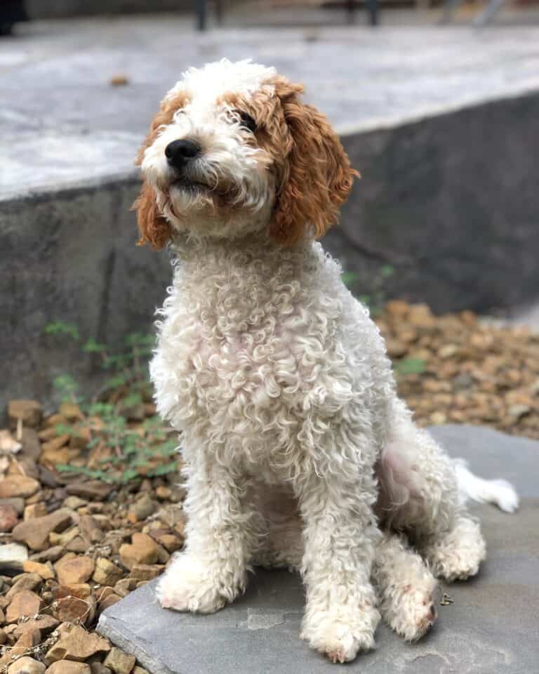 20 Goldendoodle Colors & Markings (With Pictures!)