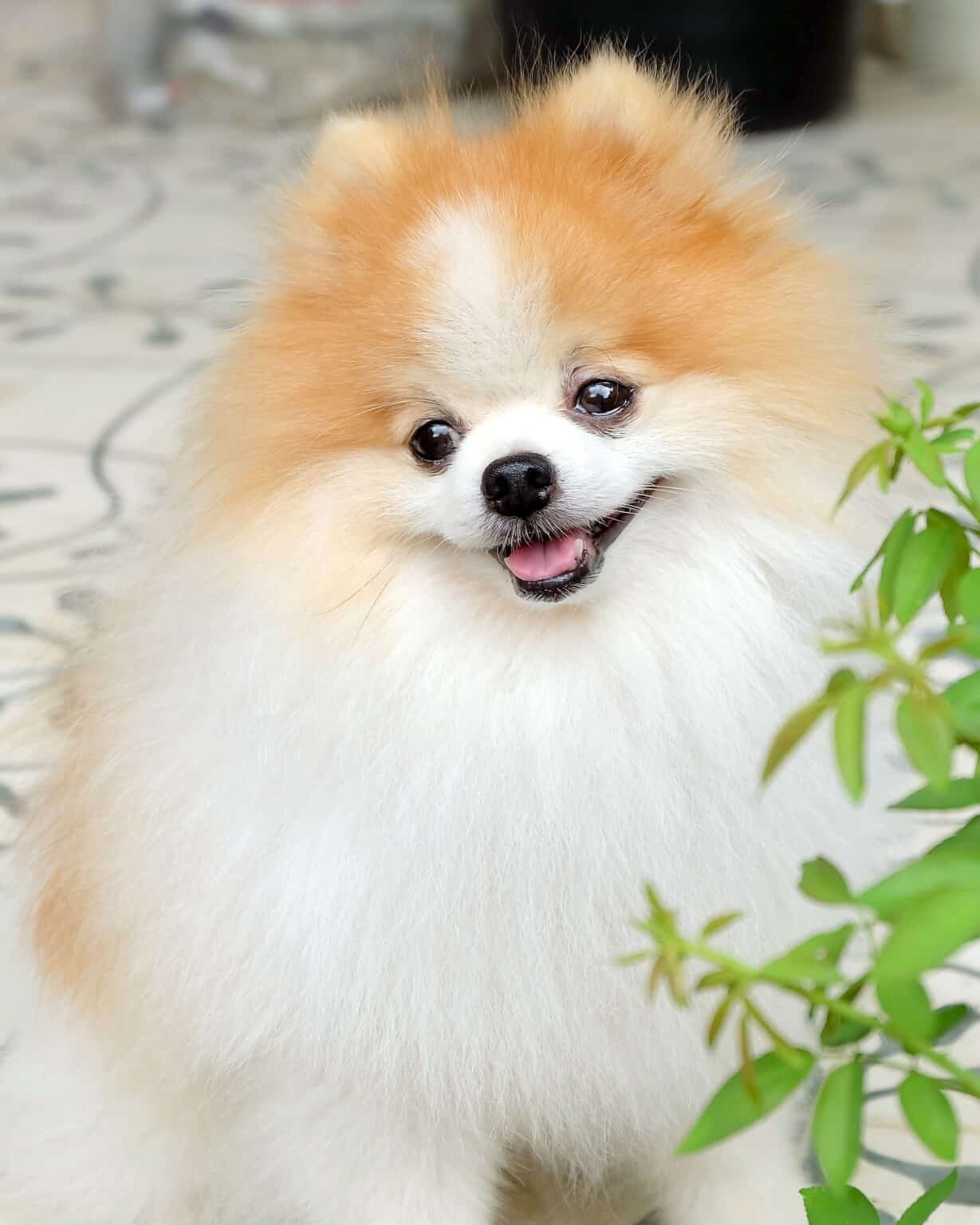 25 Pomeranian Colors, Markings & Patterns (With Pictures!)