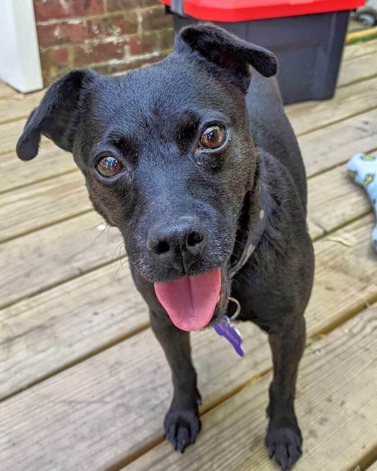 Boston Terrier Mixes: 50 Cutest Crossbreeds (With Pictures)