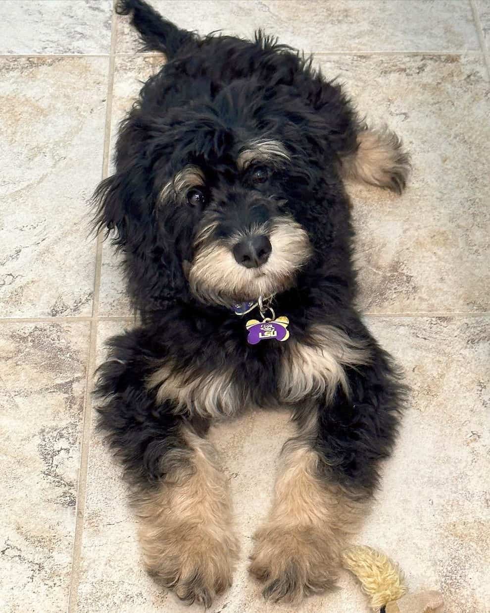 20 Goldendoodle Colors & Markings (With Pictures!)