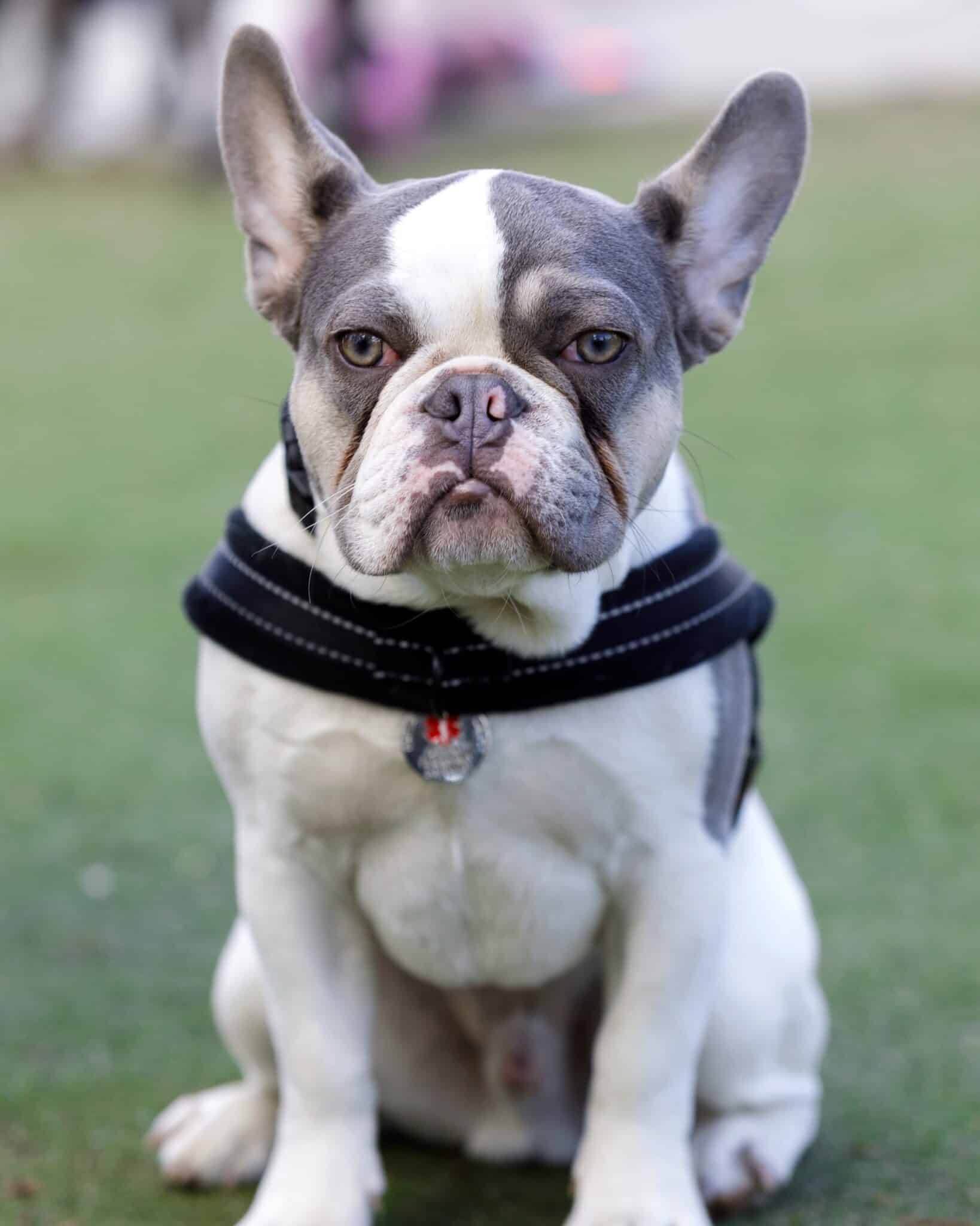 Lilac French Bulldog: Facts, Genetics, Health & Pictures