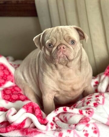 20 Pug Colors Explained (With Pictures!) - Happy Dog Breeds