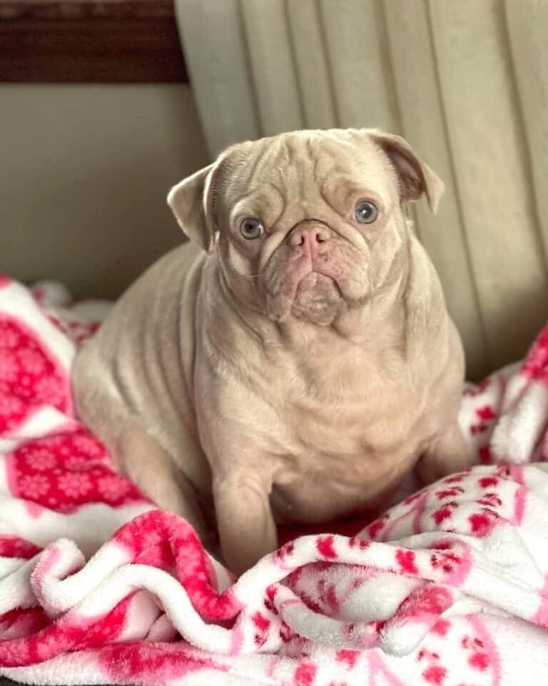 20 Pug Colors Explained (With Pictures!) - Happy Dog Breeds