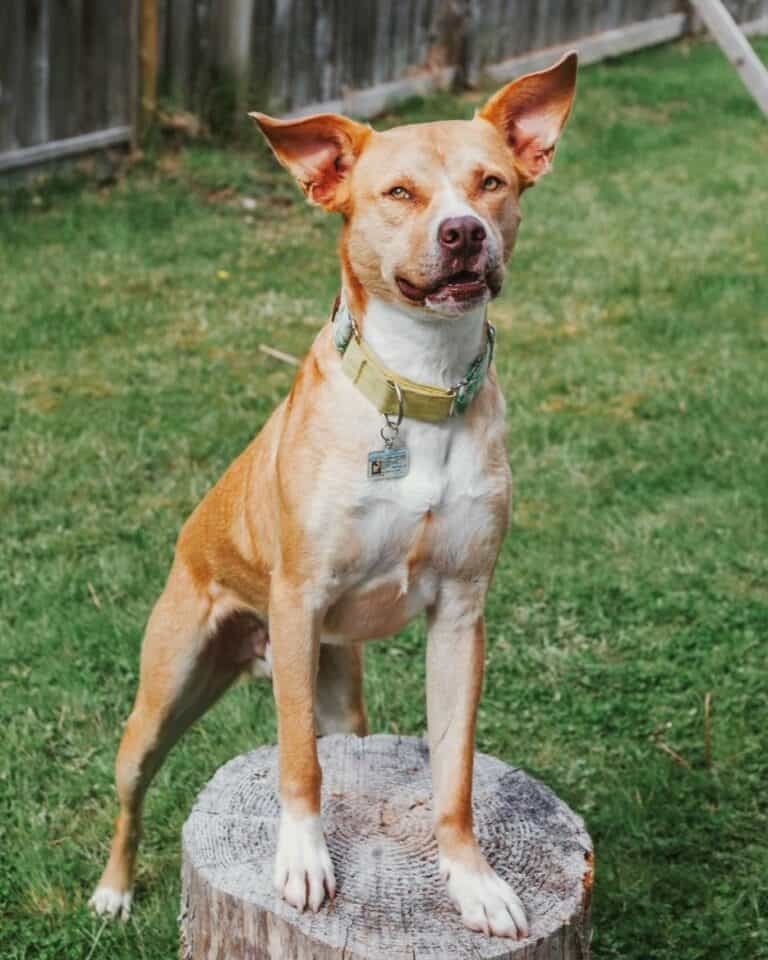 35 Whippet Mixes: A Complete Guide (With Pictures)