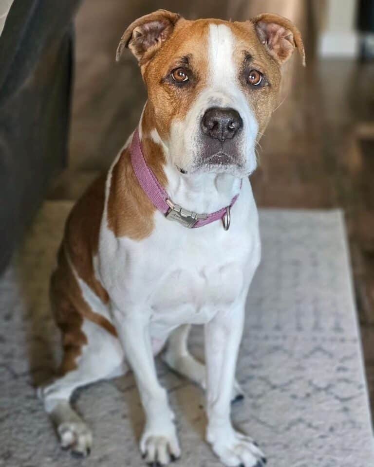 Mastiff Mixes: 43 Powerful and Unique Crossbreeds