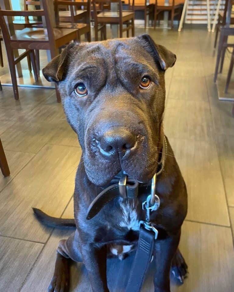 21 Adorable Shar-Pei Mixes You Need to Know