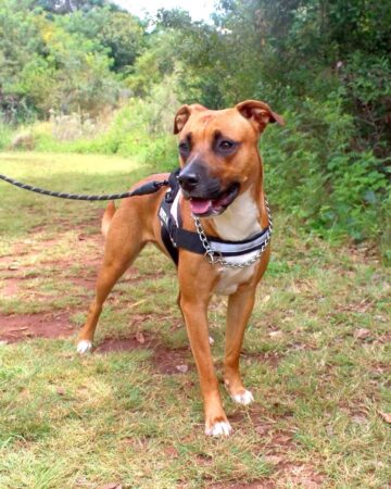 14 Black Mouth Cur Mixes: A Complete Guide (With Pictures)