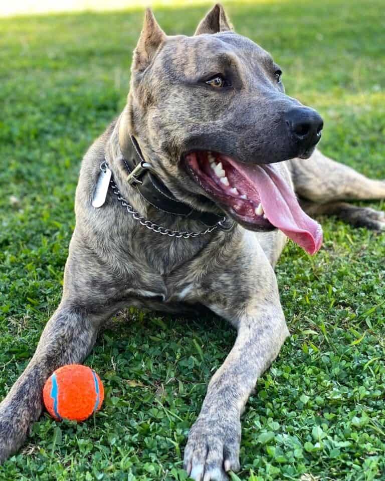 24 Belgian Malinois Mixes to Know (With Pictures)