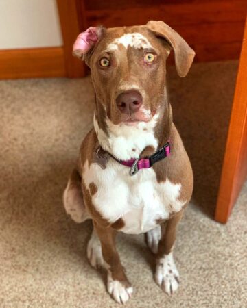 22 Beautiful Weimaraner Mixes You'll Love (With Pictures)