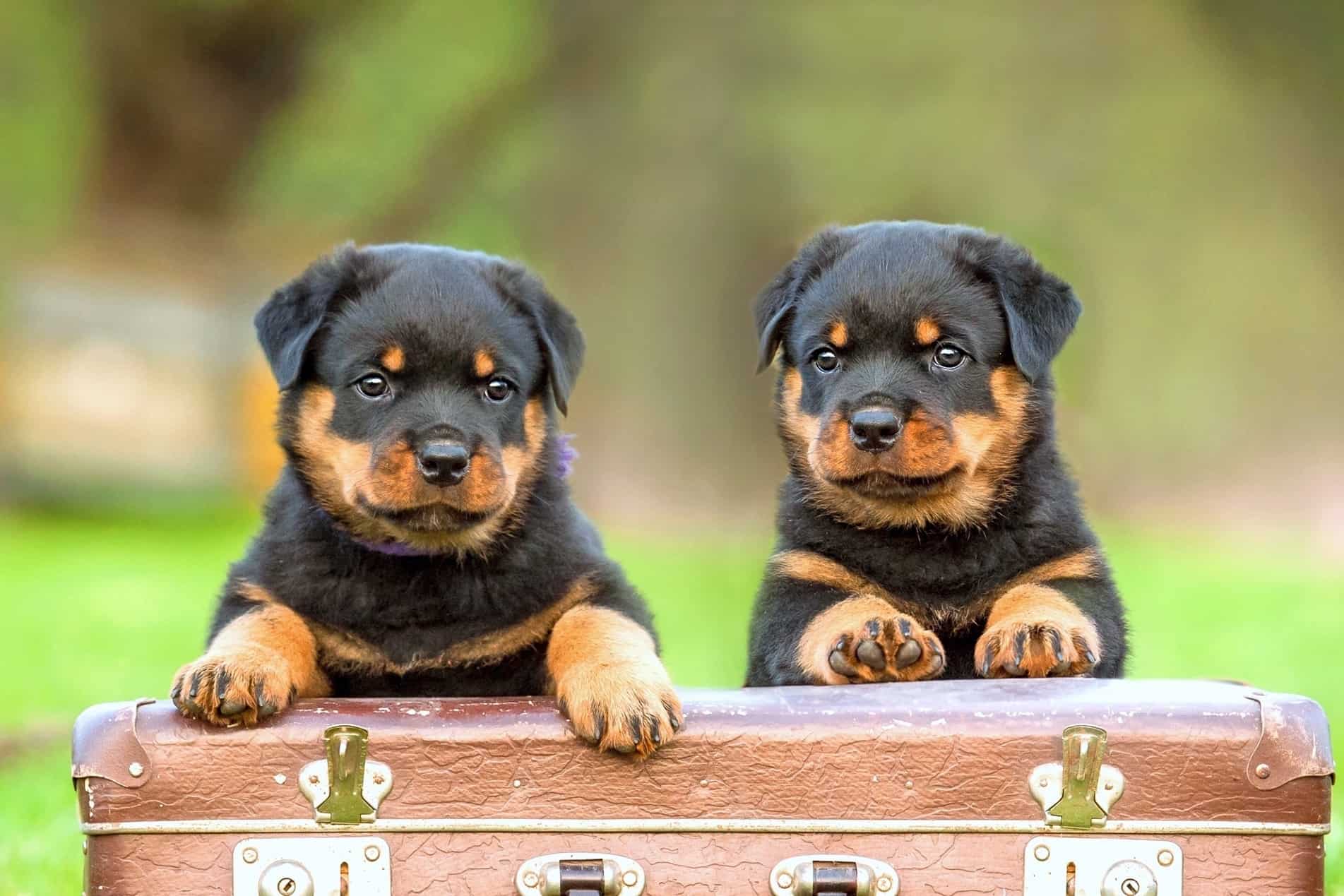10 Best Rottweiler Breeders (2025 Updated) - Happy Dog Breeds