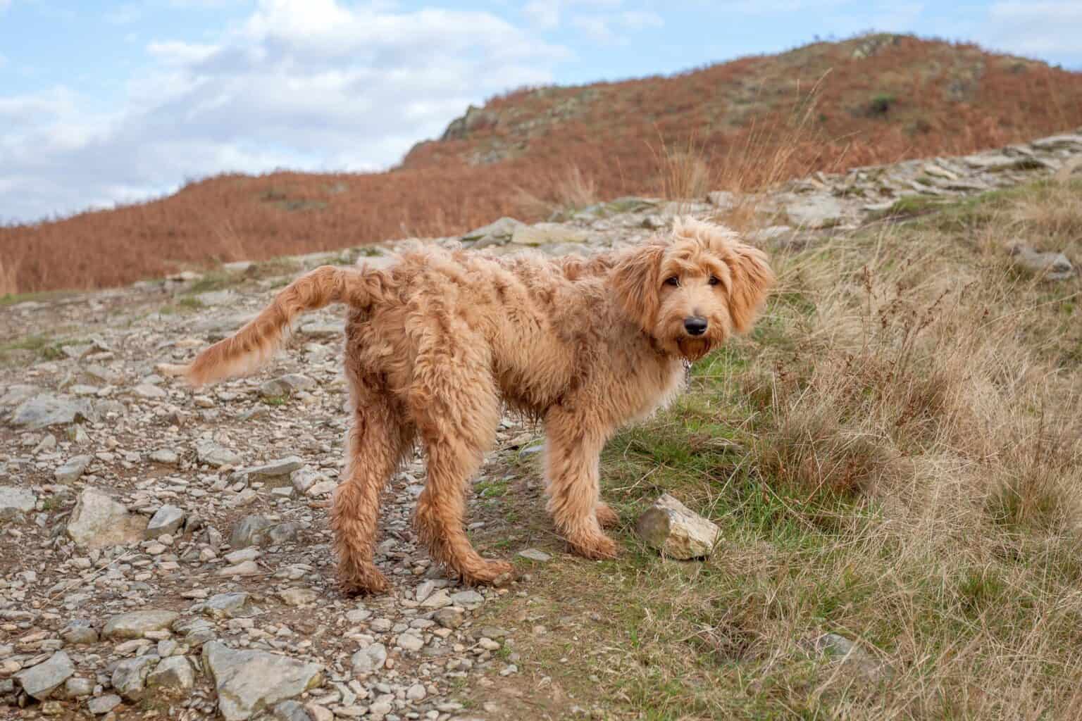 How Much Does a Goldendoodle Cost? (2026 Updated)