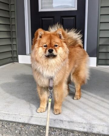 28 Chow Chow Mixes to Brighten Your Day (With Pictures)