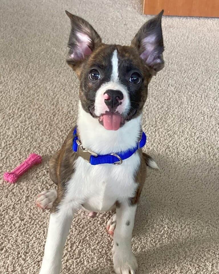 Boston Terrier Mixes: 50 Cutest Crossbreeds (With Pictures)