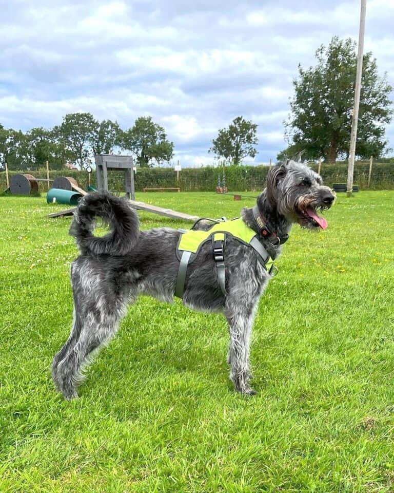 Greyhound Mixes: 24 Skinny Crossbreeds (With Pictures)