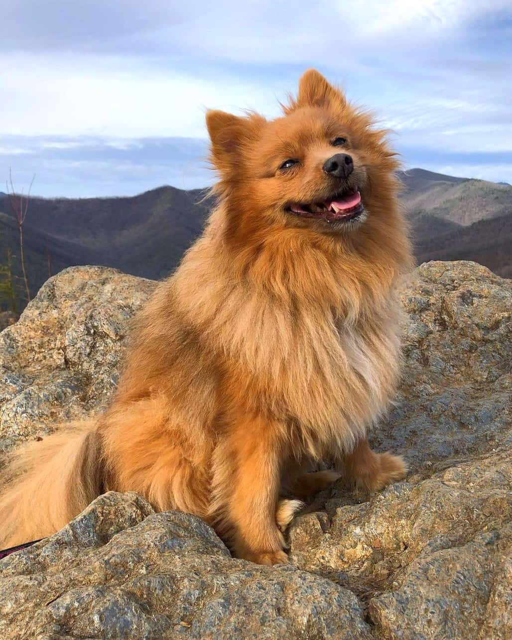 Shetland Sheepdog Mixes: 31 Cute Sheltie Hybrid Dogs