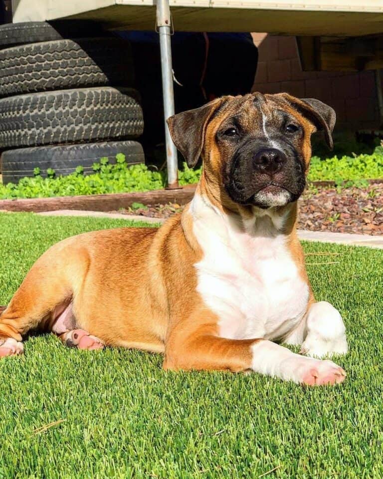 19 Adorable Bull Terrier Mixes You'll Love (With Pictures)