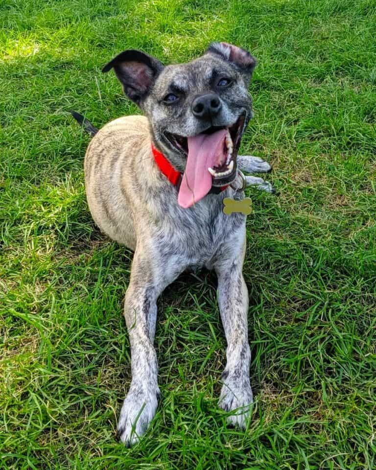 35 Whippet Mixes: A Complete Guide (With Pictures)