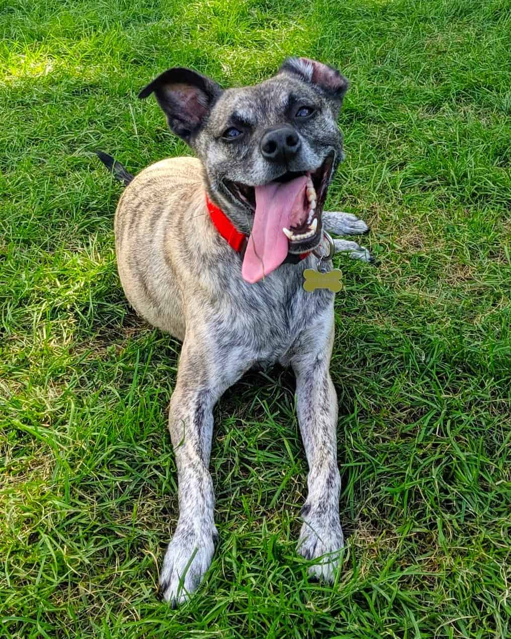 35 Whippet Mixes: A Complete Guide (With Pictures)