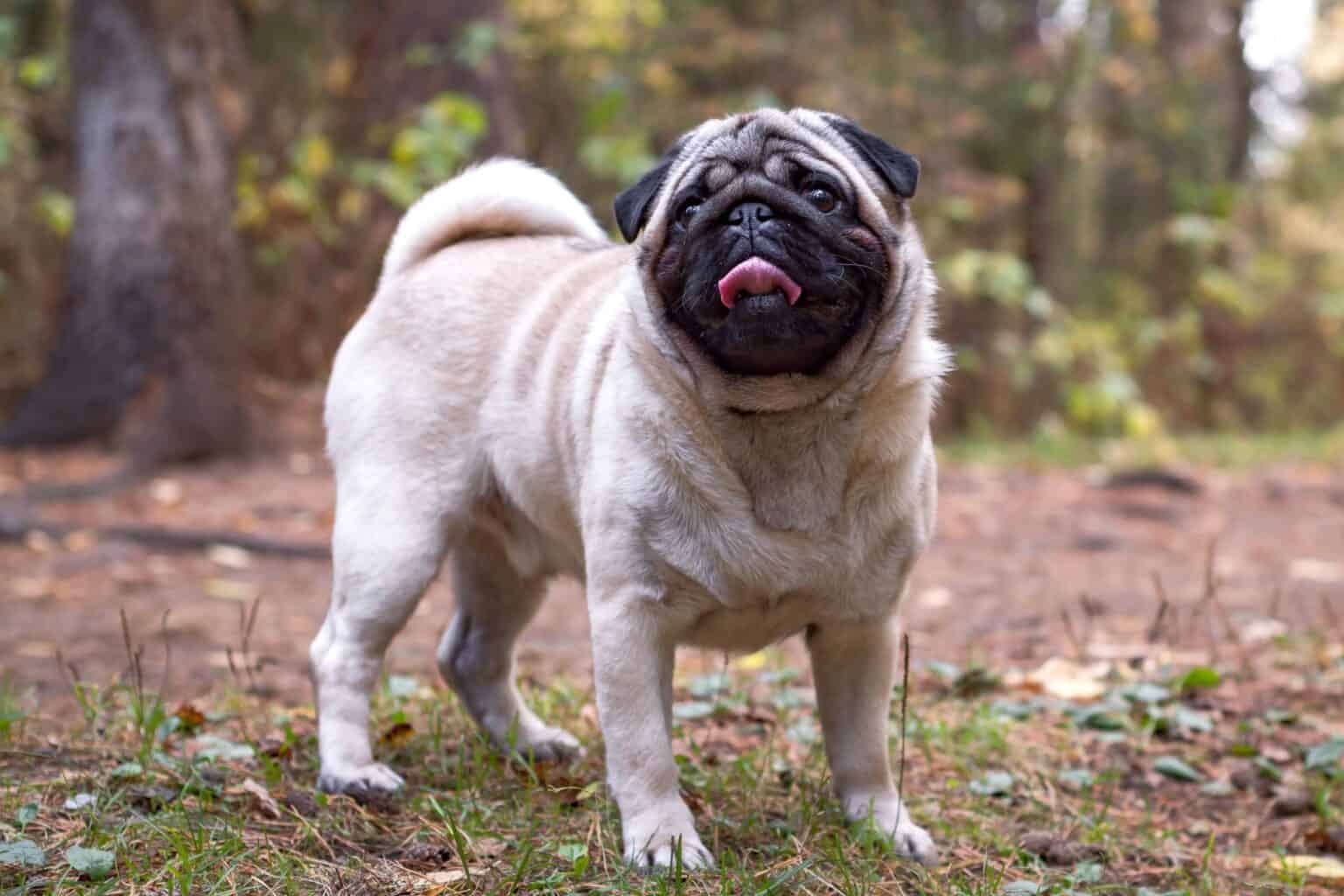 20 Pug Colors Explained (With Pictures!) - Happy Dog Breeds
