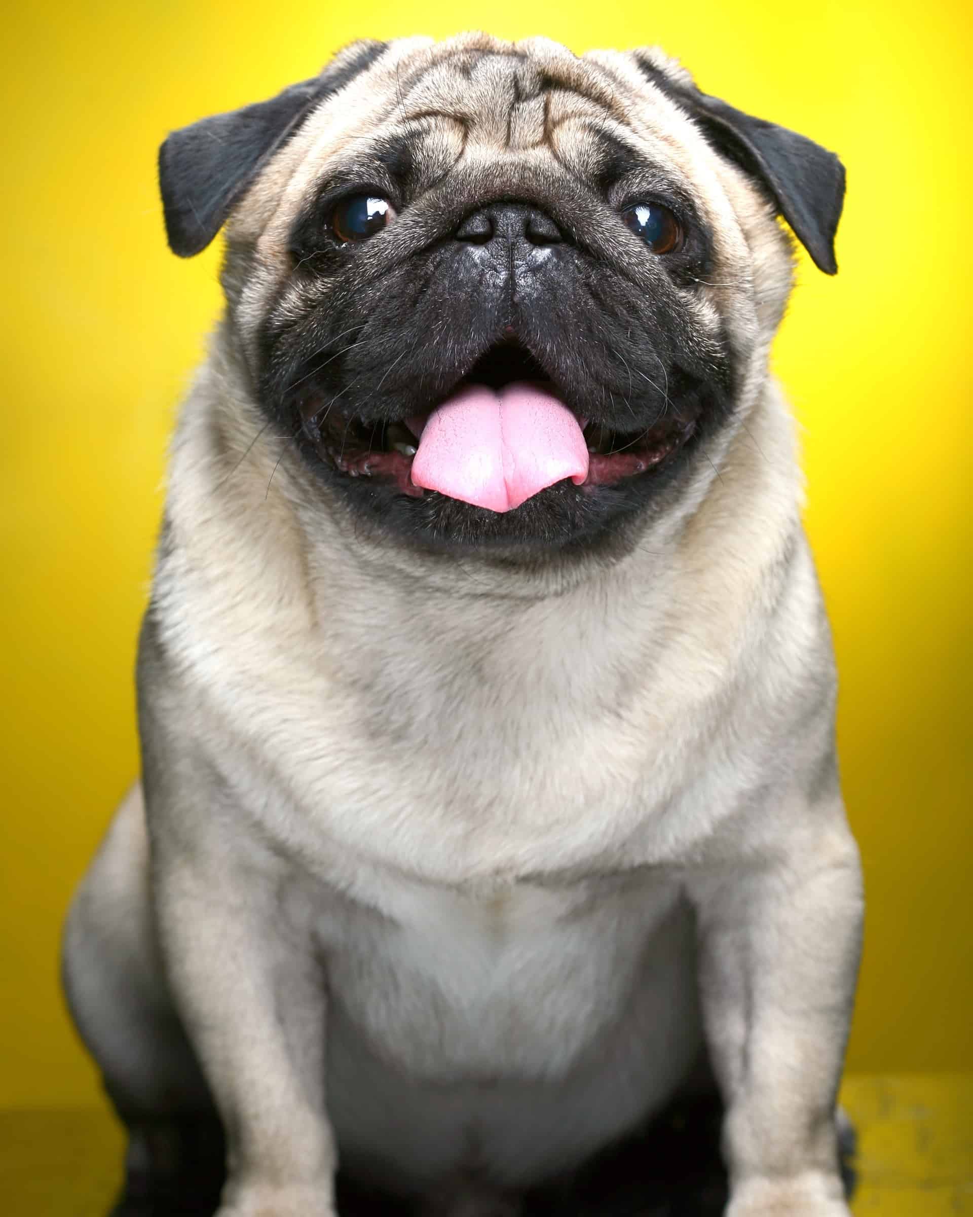 20 Pug Colors Explained (With Pictures!) - Happy Dog Breeds