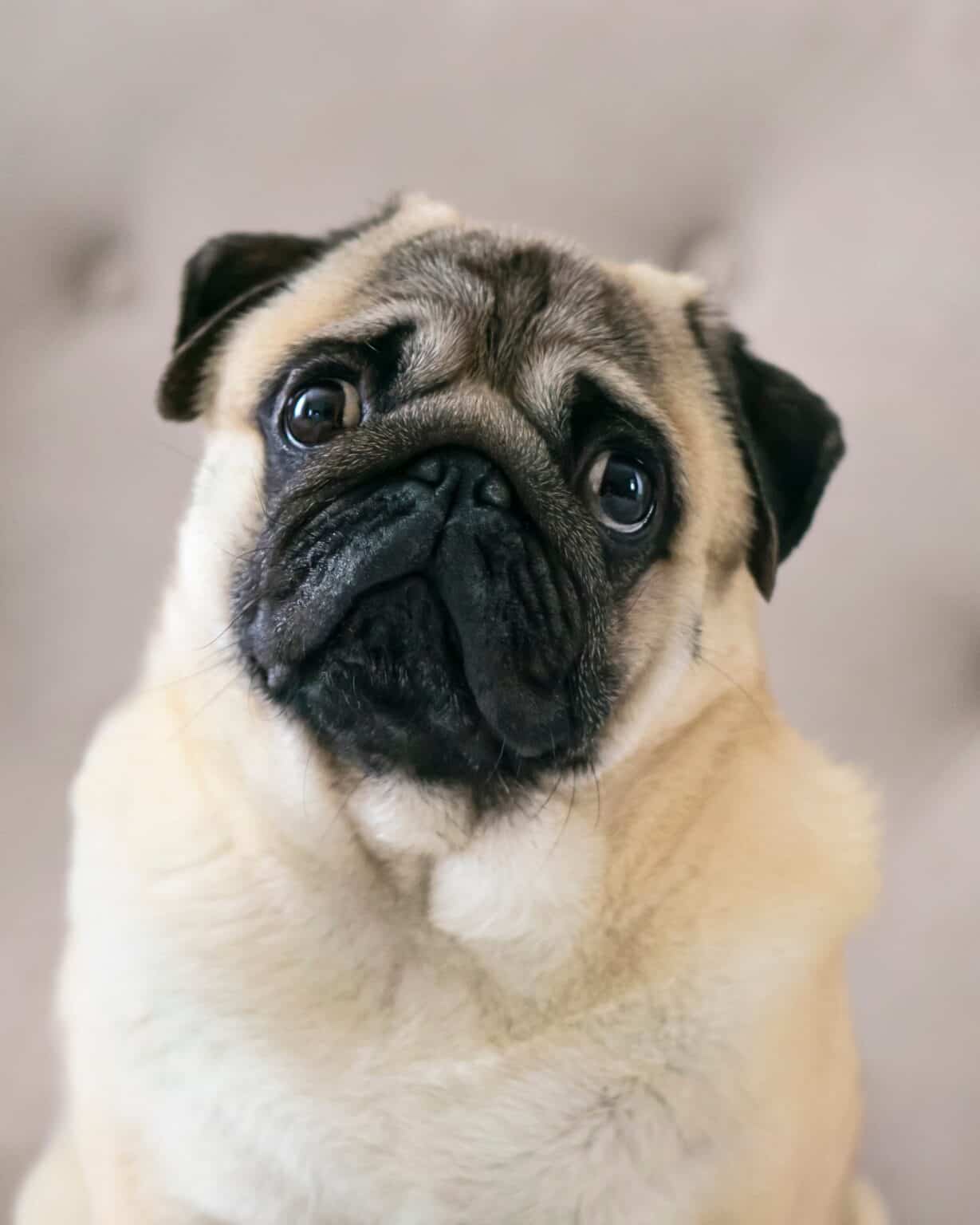 20 Pug Colors Explained (With Pictures!) - Happy Dog Breeds