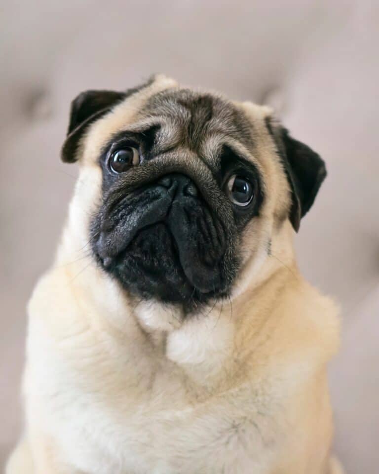 20 Pug Colors Explained (With Pictures!) - Happy Dog Breeds