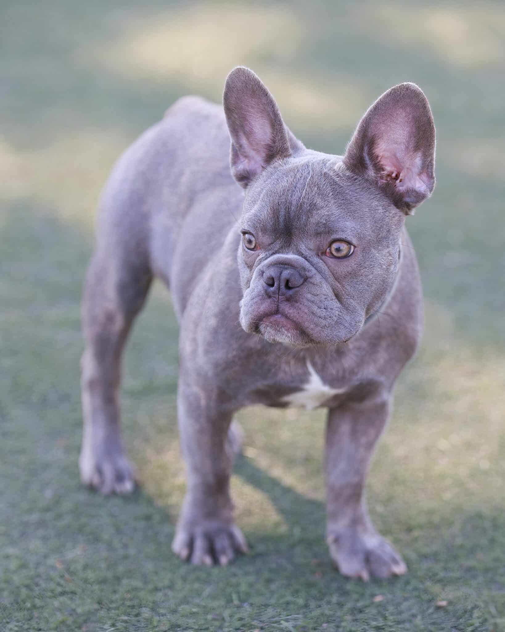 Lilac French Bulldog: Facts, Genetics, Health & Pictures